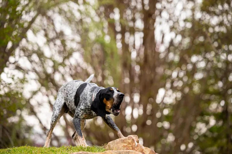 New UT mascot, Smokey XII, to debut in Orange and White game
