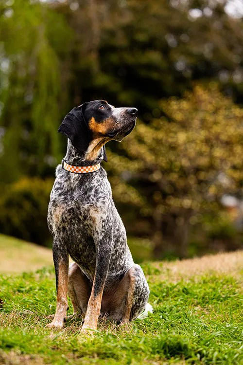 New UT mascot, Smokey XII, to debut in Orange and White game