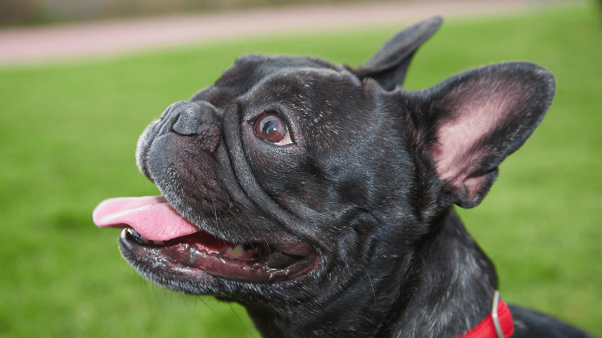 Daily routines that make your dog happier