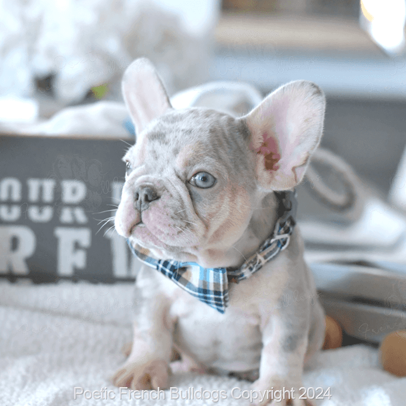 20 dog breeds that look innocent but have way more character than expected
