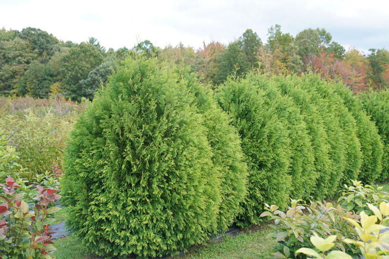 These perfectly round shrubs basically prune themselves