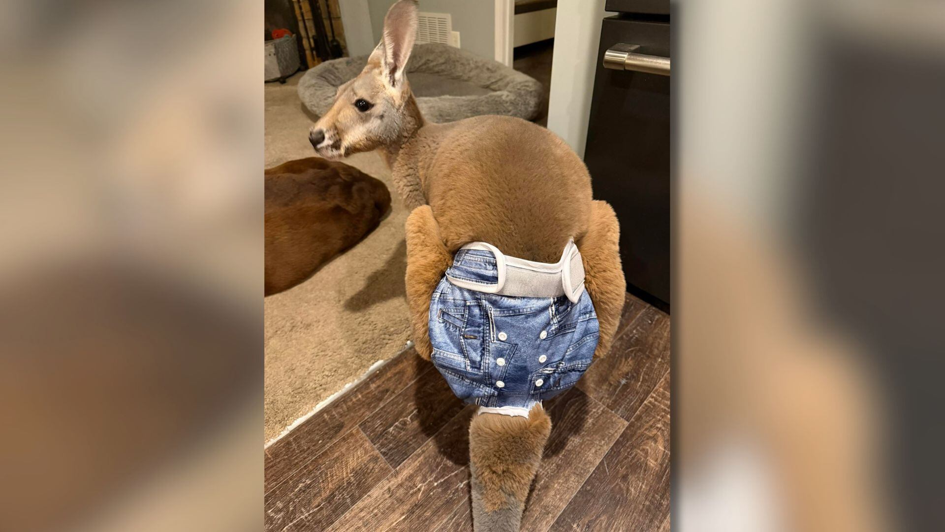 Wisconsin runaway kangaroo "Chesney" found after viral search