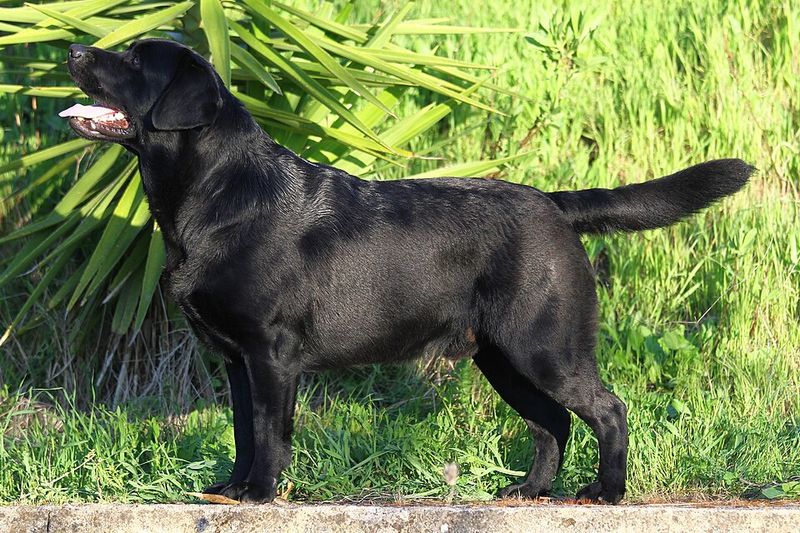 17 dog breeds that win people over fast without doing anything dramatic