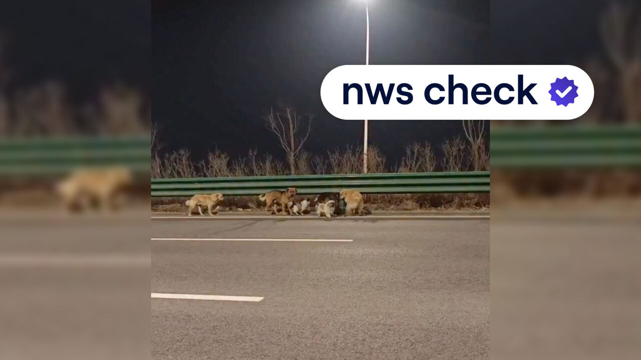 Neen, deze zeven Chinese honden zijn niet ontsnapt uit een fabriek voor ...