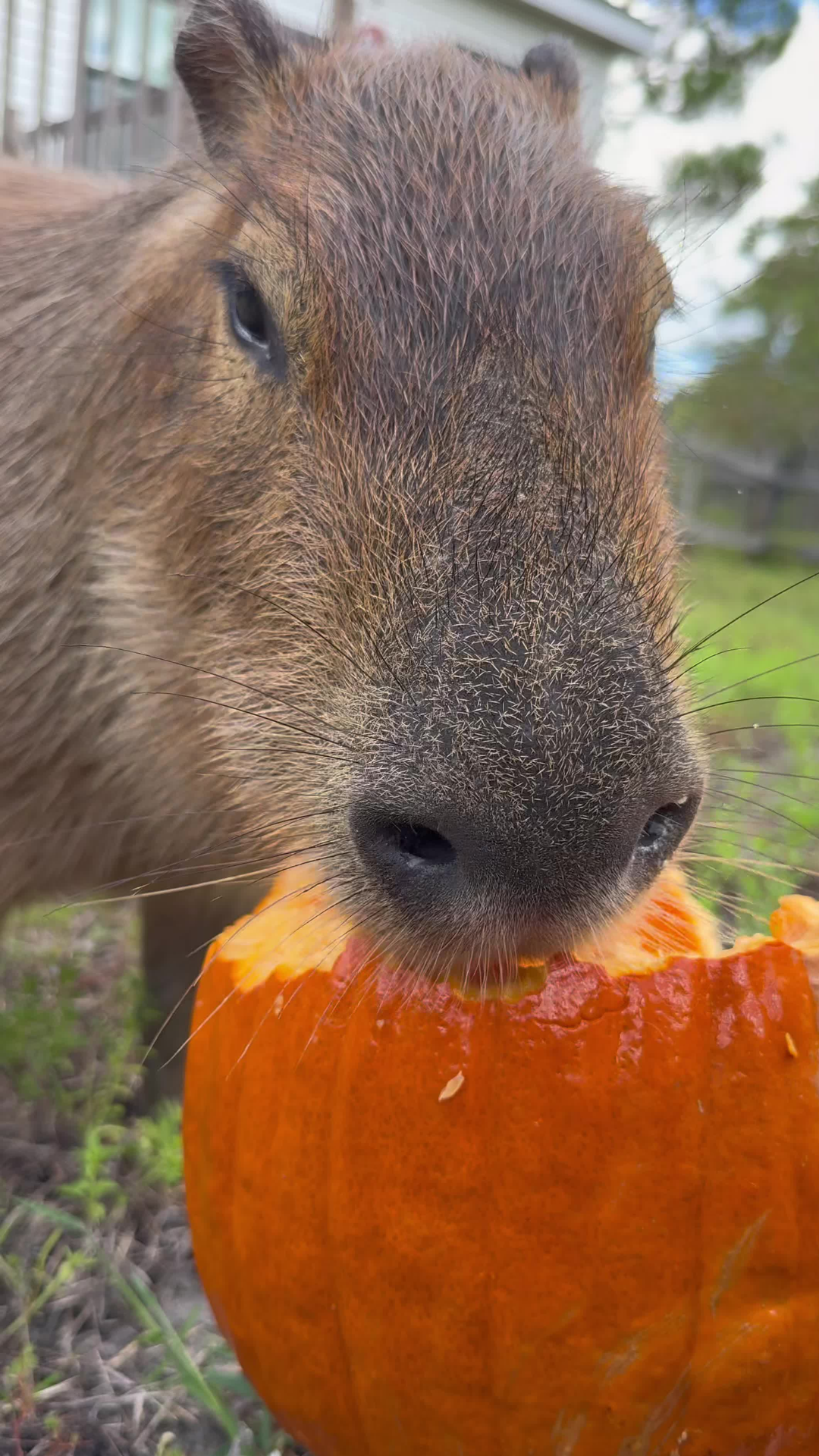 What makes capybara pumpkin chewing so satisfying to watch