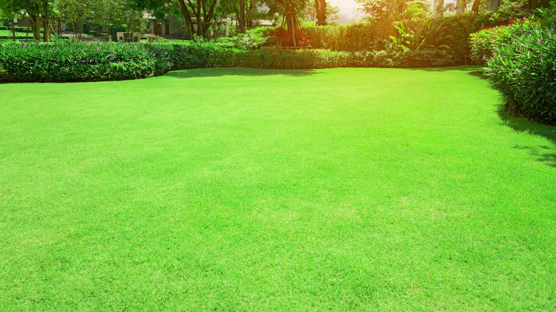 How to choose which type of grass seed is right for your lawn