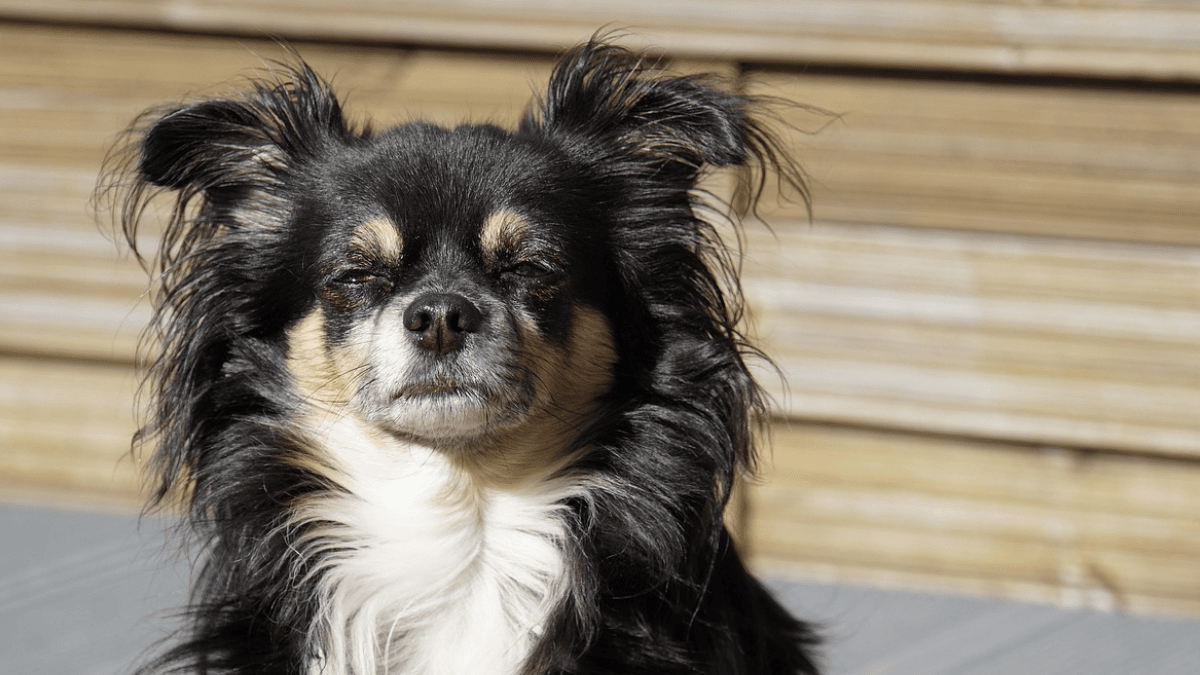 12 small dog breeds that live longer