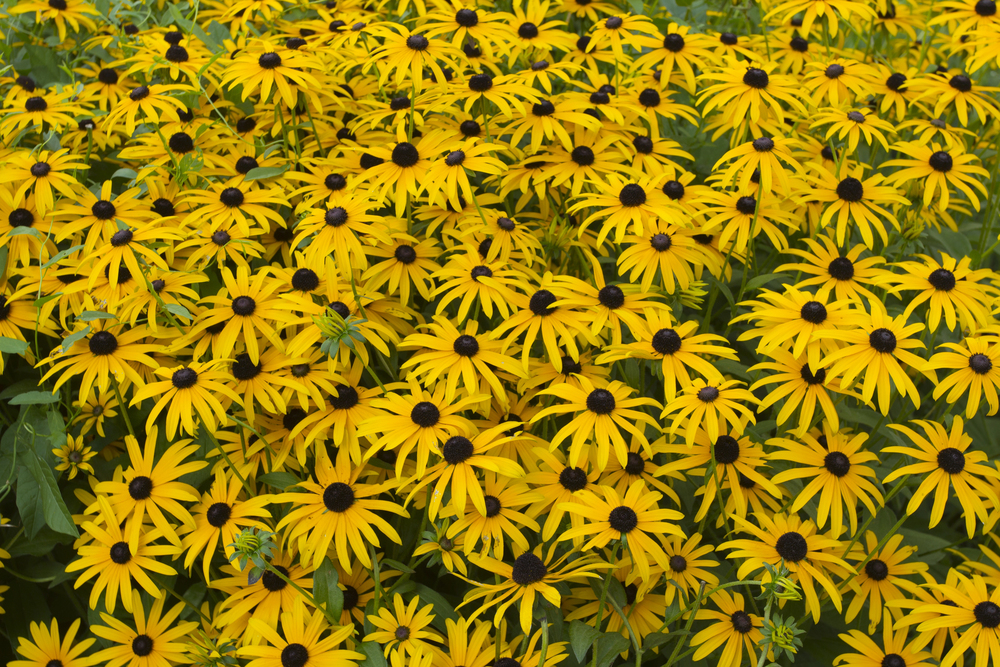 15 gorgeous drought-resistant flower bed ideas for low-water gardening