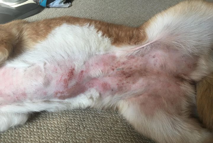 15 common dog health issues and their signs