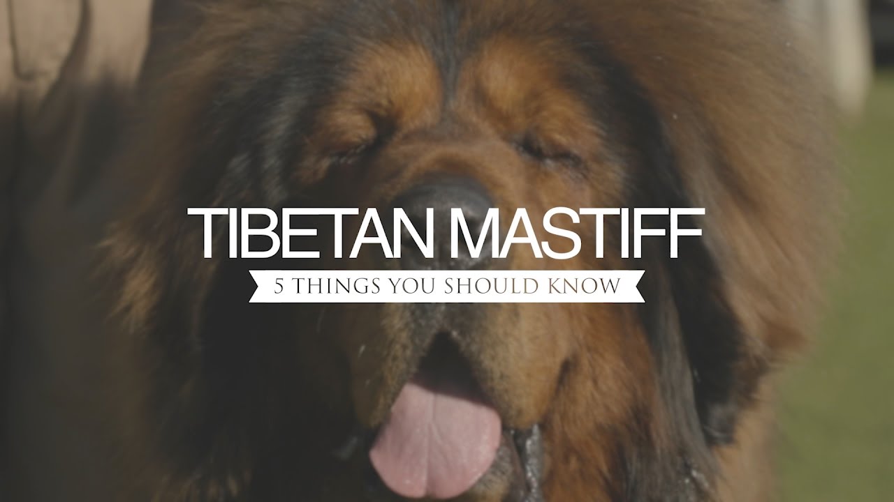 Tibetan mastiff five things you should know