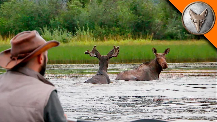 Face-to-face with a massive moose