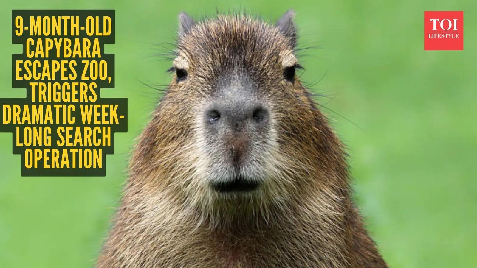 Meet Samba: The 9-month-old capybara on the run after escaping an ...