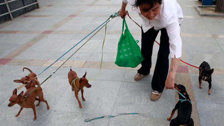 The story behind this group of dogs living a real-life 'Homeward Bound'