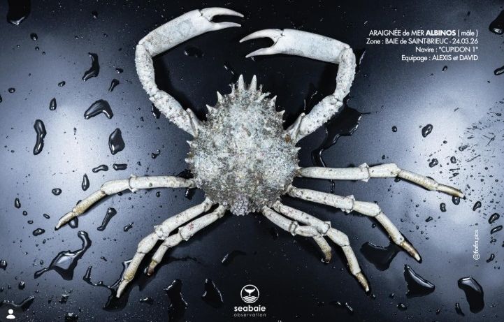 Bretagne : Un spécimen très rare d’araignée de mer albinos remonté dans ...