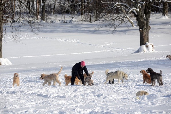 The 15 most pet friendly cities in the United States