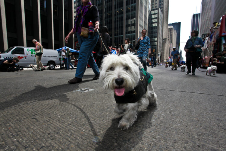 The 15 most pet friendly cities in the United States