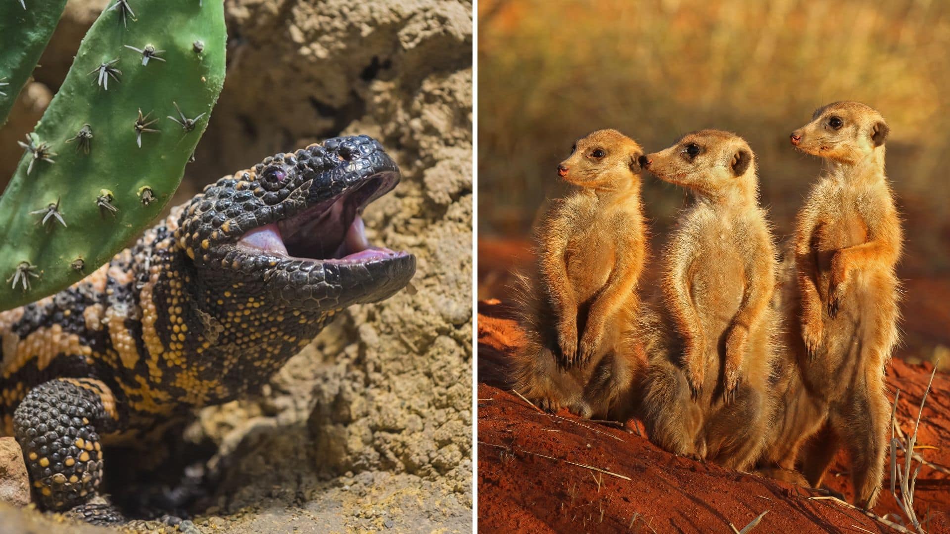 Creatures that thrive in extreme heat
