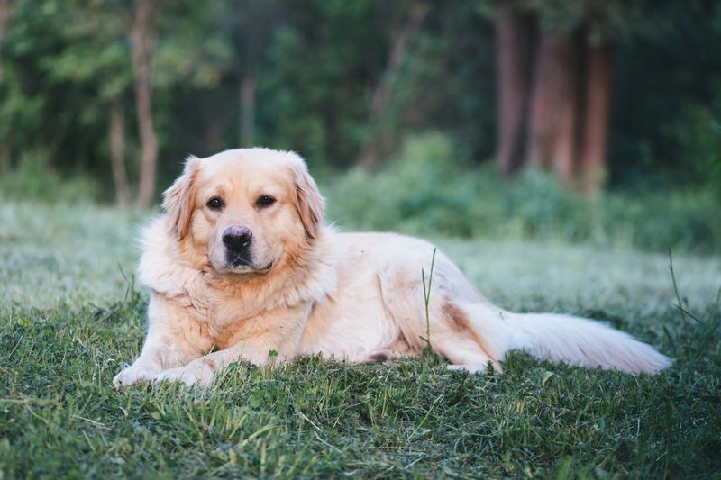 17 dog breeds that win people over fast without doing anything dramatic