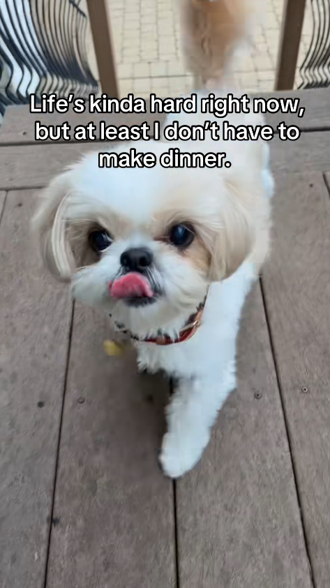 A dog’s hilarious perspective on dinner time