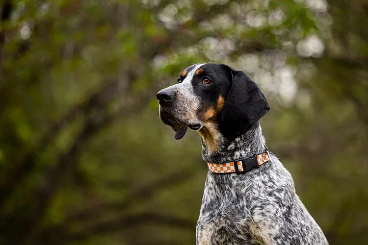 New UT mascot, Smokey XII, to debut in Orange and White game