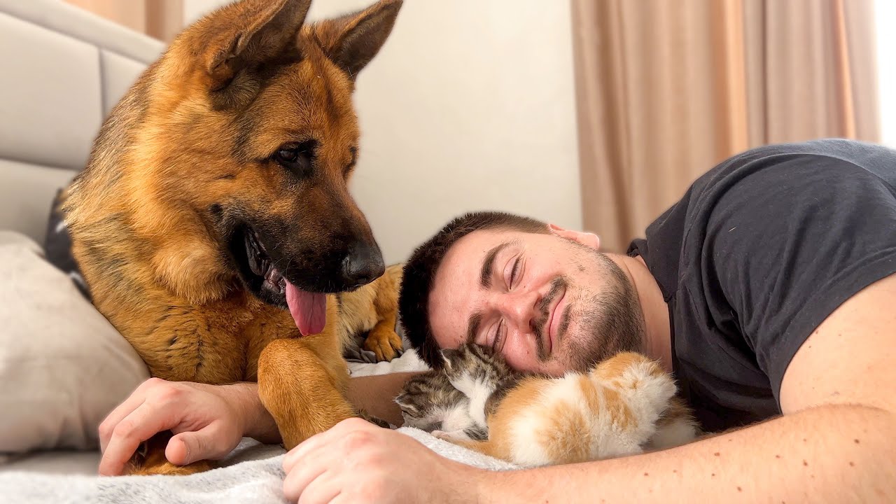 Duitse herder vraagt zich af waarom ik de kittens knuffel