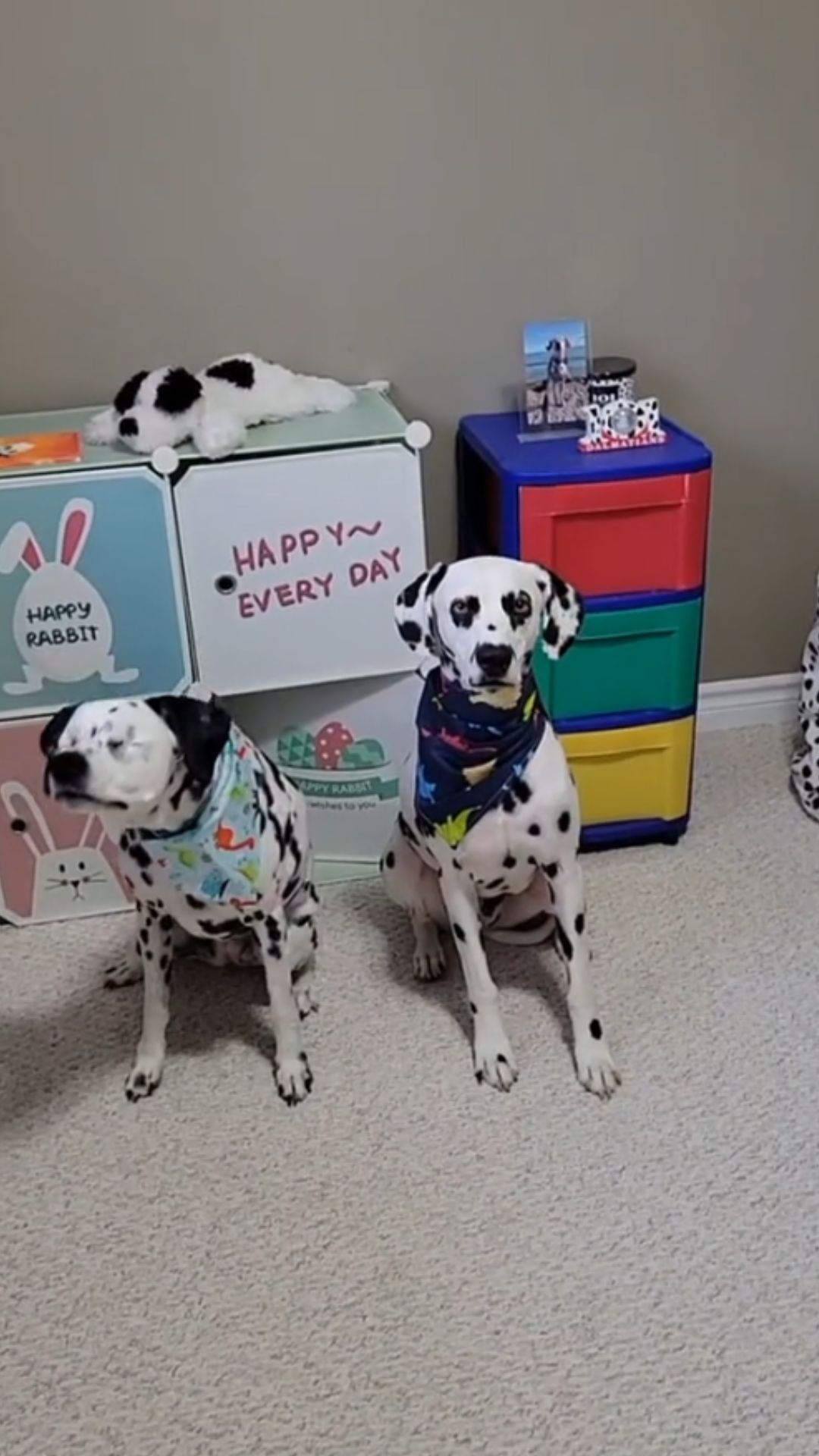 The joy of a blind dog: What makes them so inspiring