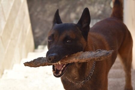 20 worst dogs for kids
