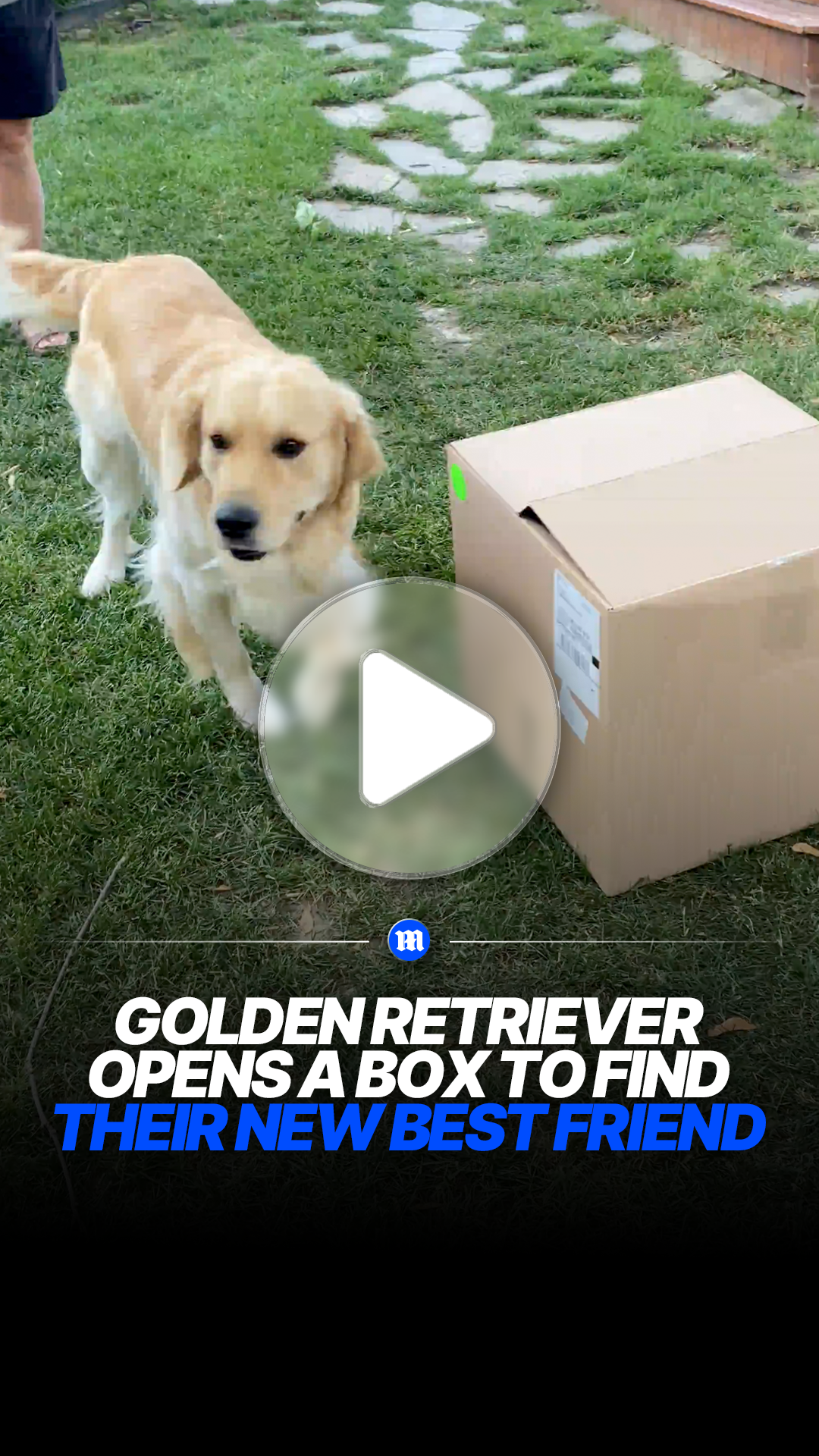 Golden retriever opens box to meet adorable new friend