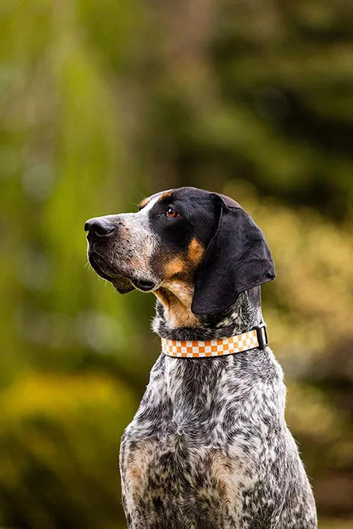 New UT mascot, Smokey XII, to debut in Orange and White game