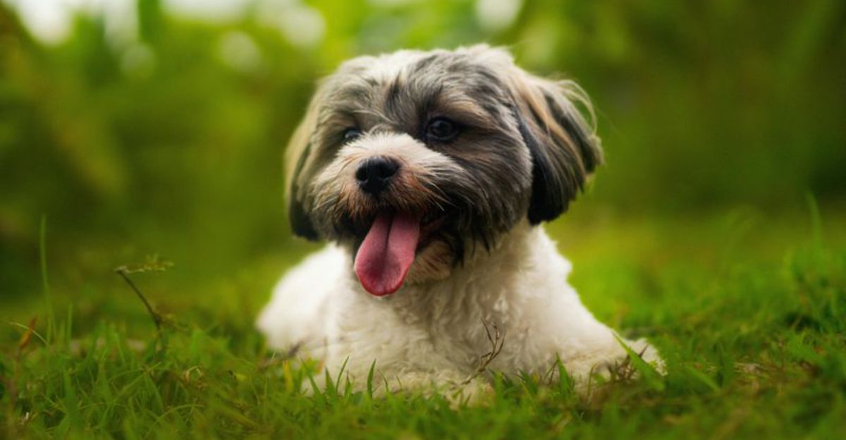 18 dog breeds that turn grooming into a much bigger commitment than ...