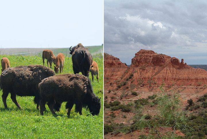 States leading the pack in bison population