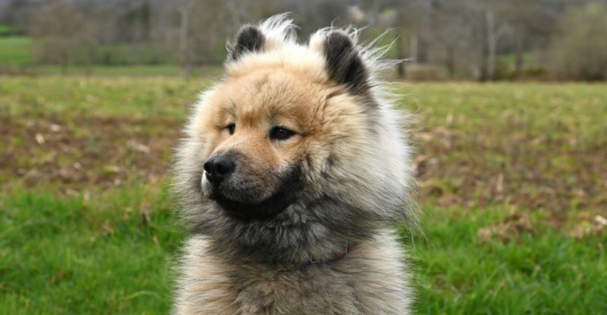 20 dog breeds that still feel fresh, exciting and underrated compared ...