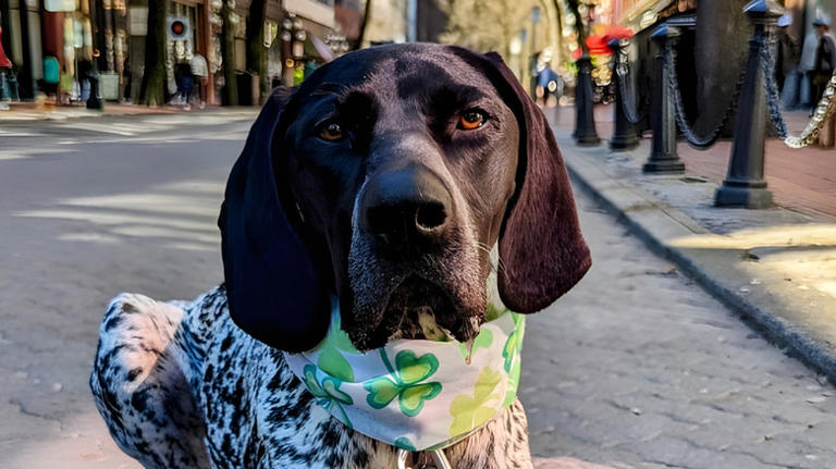 German shorthaired pointer and baby's precious bond is proof big dogs ...