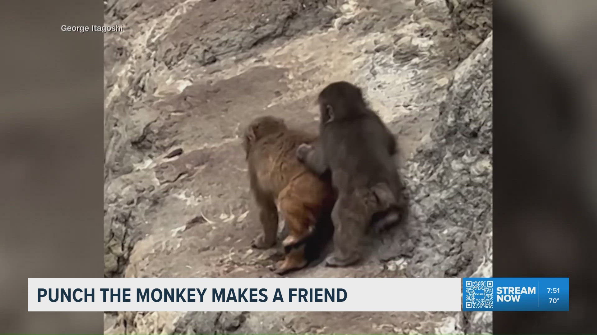 'Punch' the monkey makes new friend