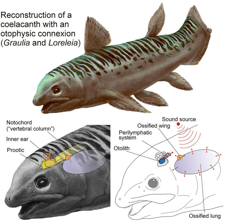 Ancient fish used their lungs to hear underwater, scientists reveal