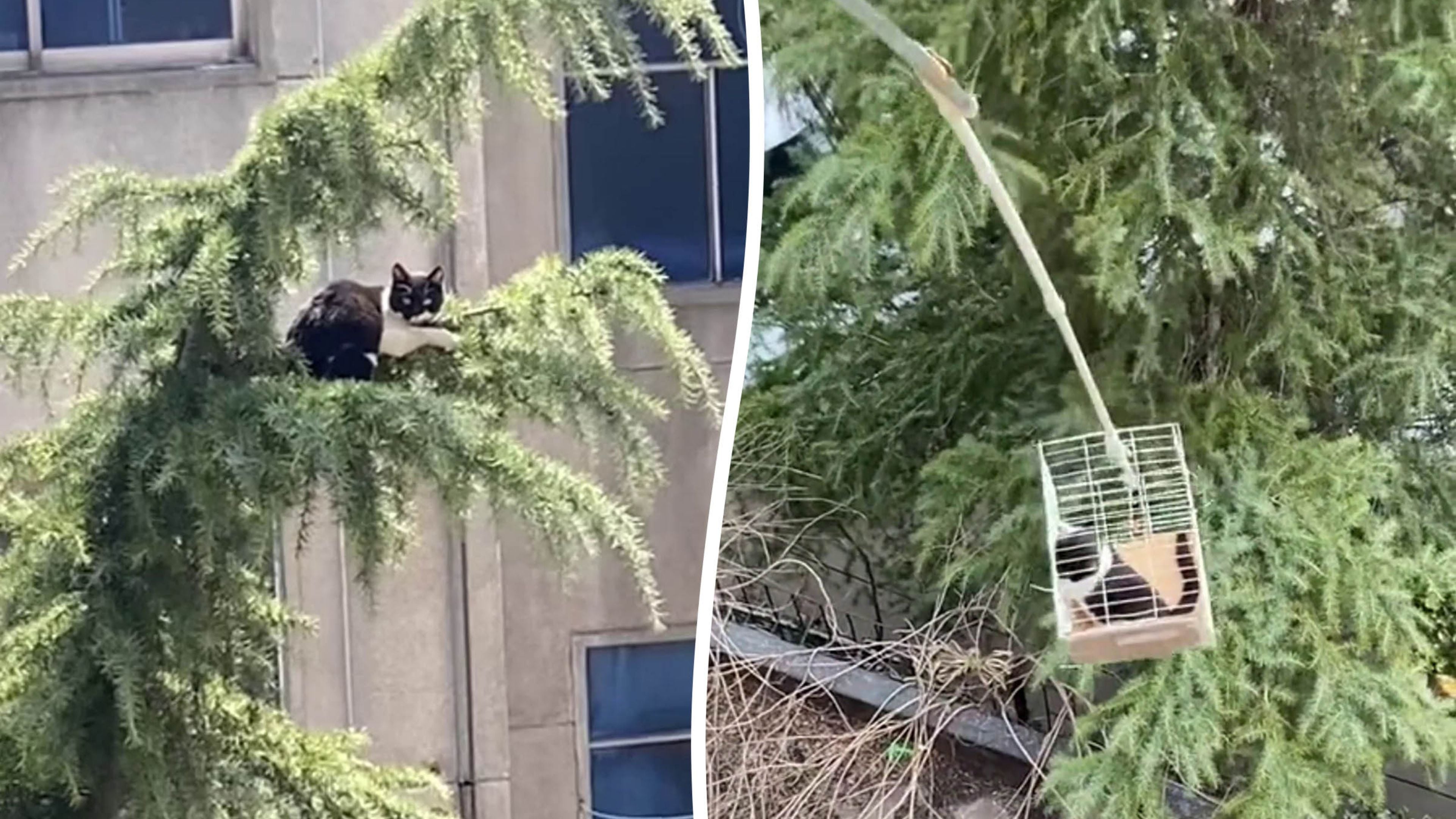 Tense video captures heartwarming rescue of cat stranded in six-storey ...