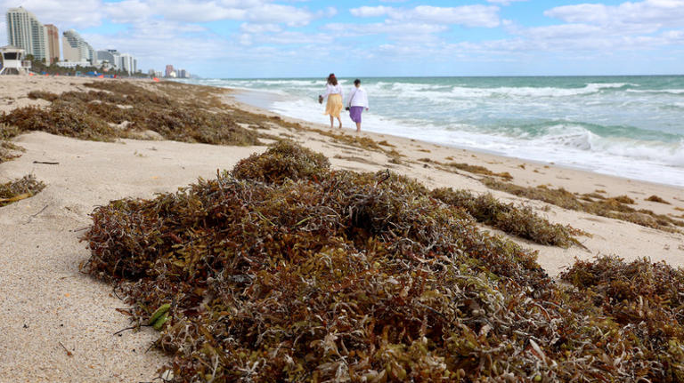 How to find Florida's seaweed-free beaches
