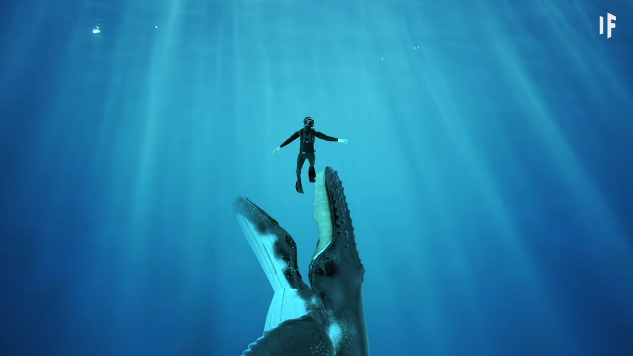 Como seria estar dentro de uma baleia gigante?