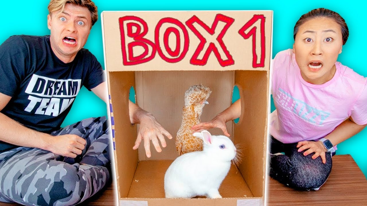 What's in the box challenge with live animals!