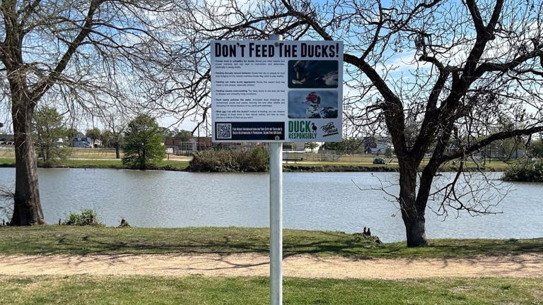 City of Taylor unveils plan to tackle 'out of control' Muscovy ducks in ...