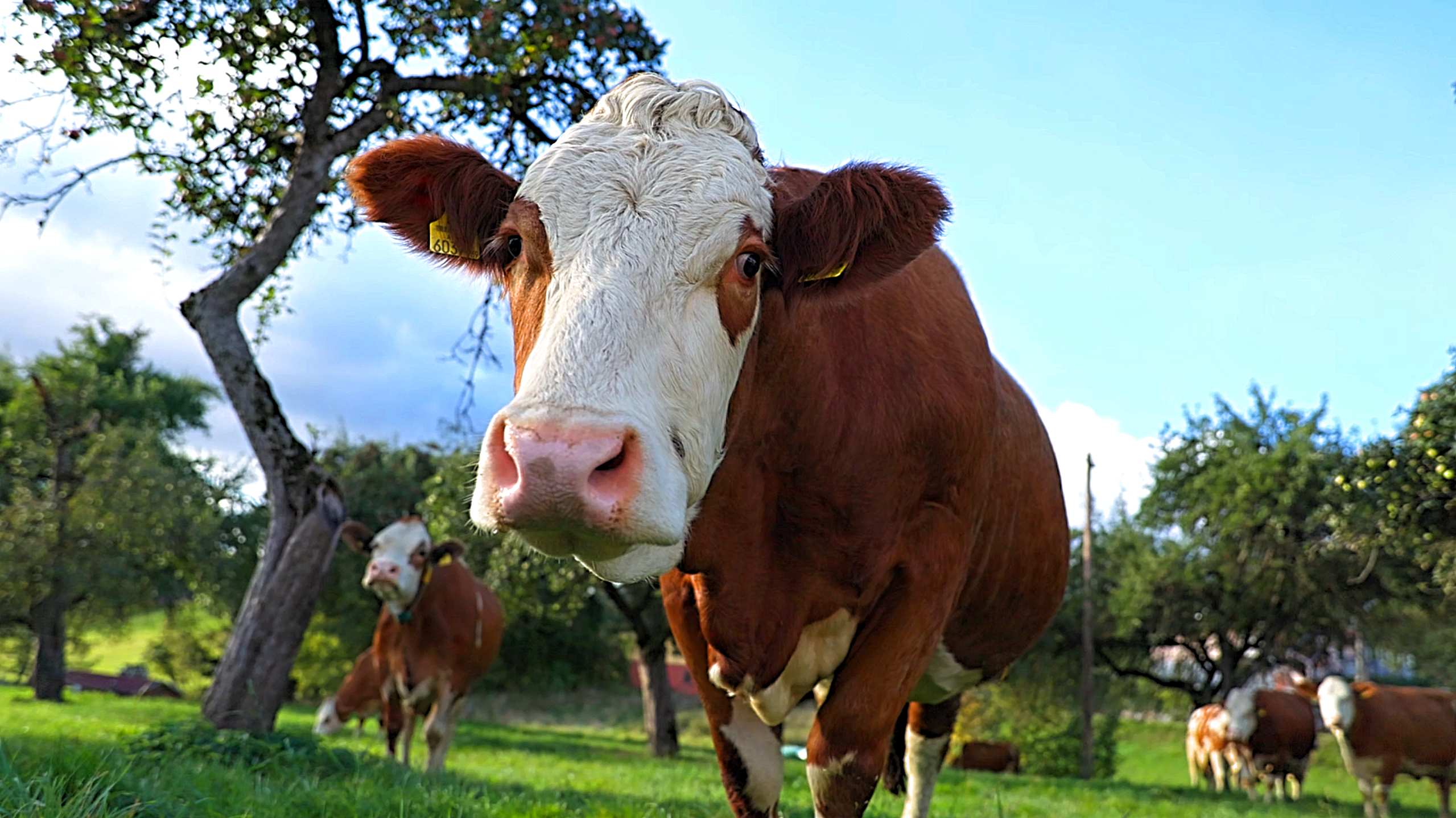 Watch what happens when you try to film a cow up close