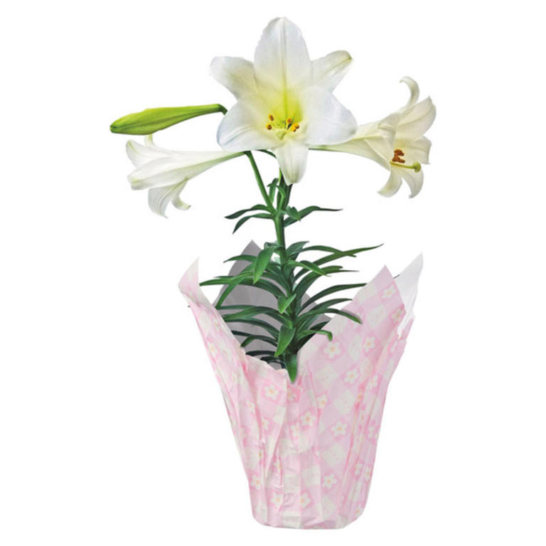 See what gorgeous spring flowers are coming to Aldi
