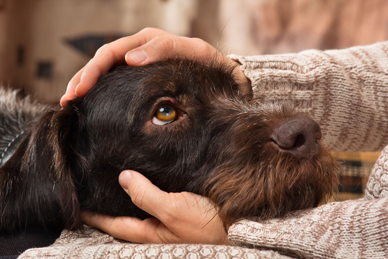 10 signs your deceased dog is still with you