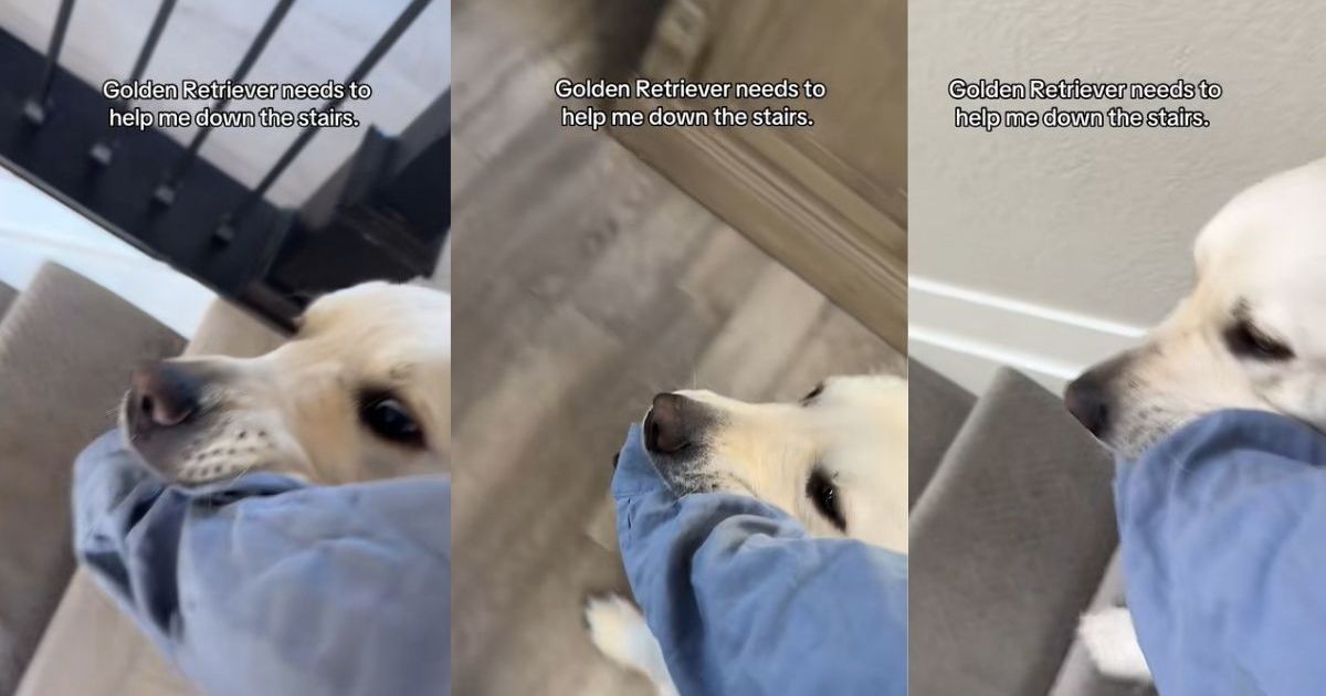 Golden retriever helps human walk down the stairs with unique move