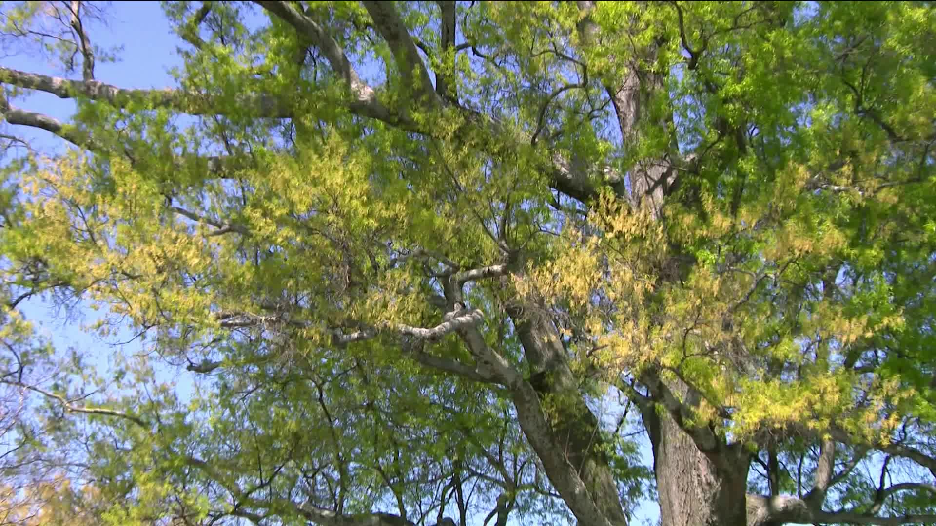 Explosive allergy season is here; tracking high tree pollen in Central ...