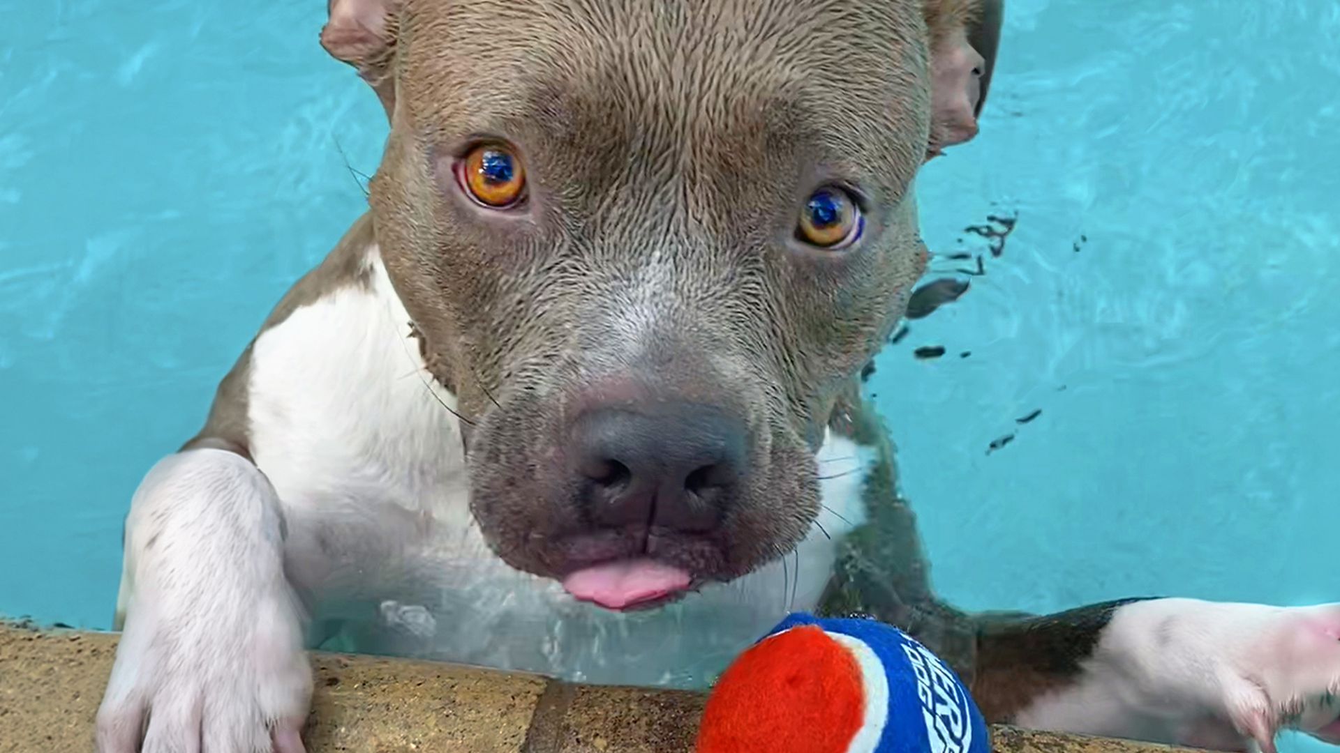 What type of dog is your dog?
