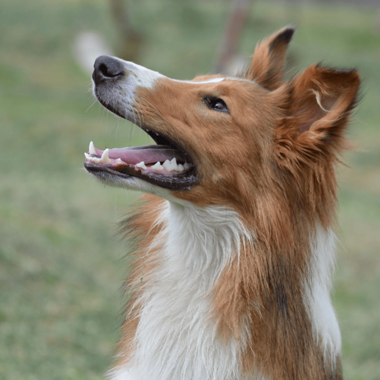 How to stop your dog from barking at everything: Simple methods that work
