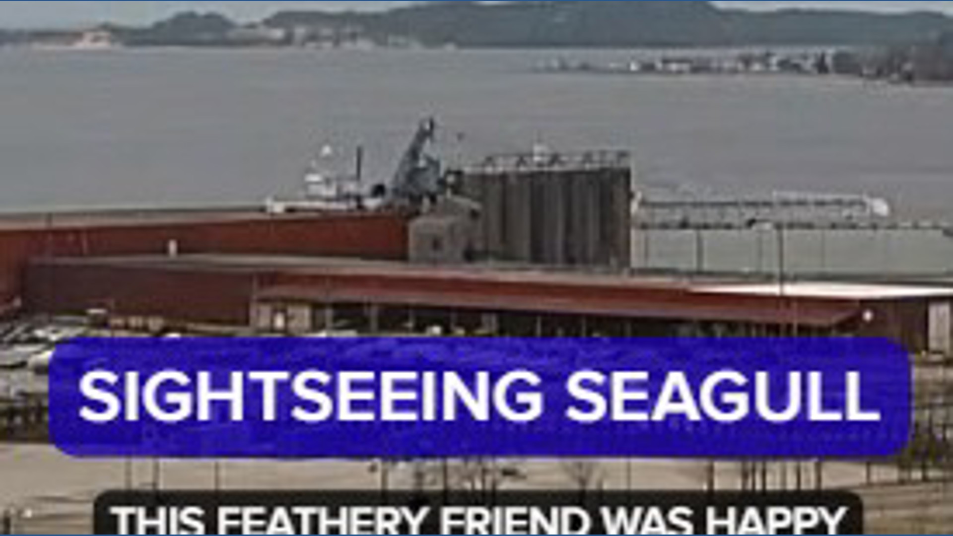 This seagull was taking in the views on our Muskegon tower camera!