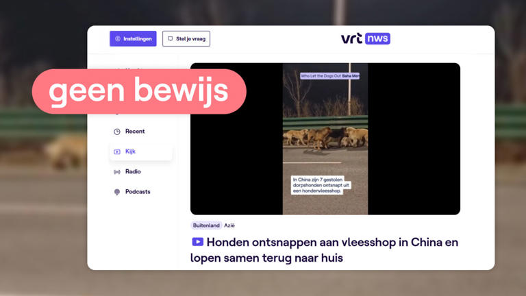 Neen, deze zeven Chinese honden zijn niet ontsnapt uit een fabriek voor ...