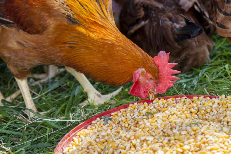 ¿Por qué el pollo de México es amarillo y el de USA es blanco?